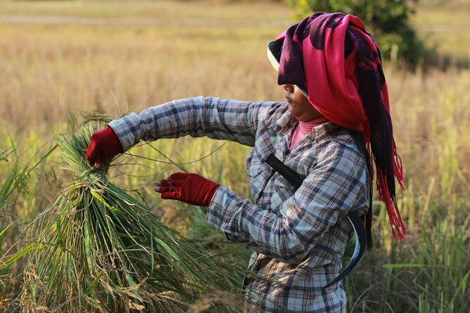 Rural Village with Ox Cart Journey & Monk Blessing - What the Reviews Say