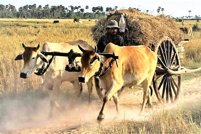 Rural Village with Ox Cart Journey & Monk Blessing - Who Should Consider This Tour?