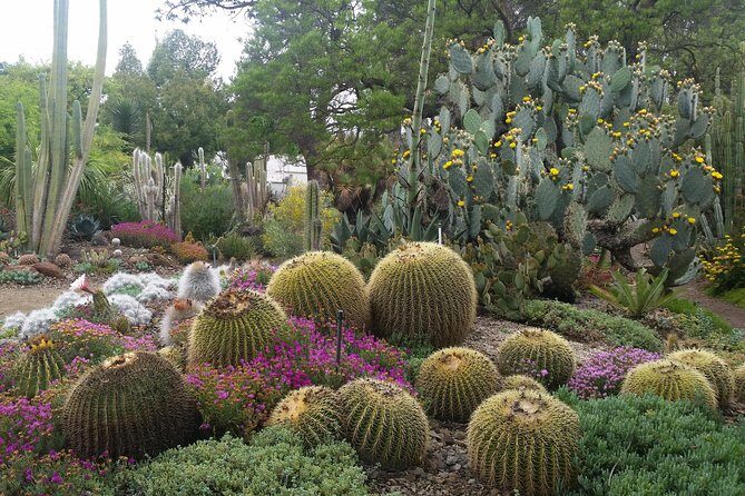 Ruth Bancroft Garden General Admission Ticket - A Detailed Look at the Ruth Bancroft Garden Experience
