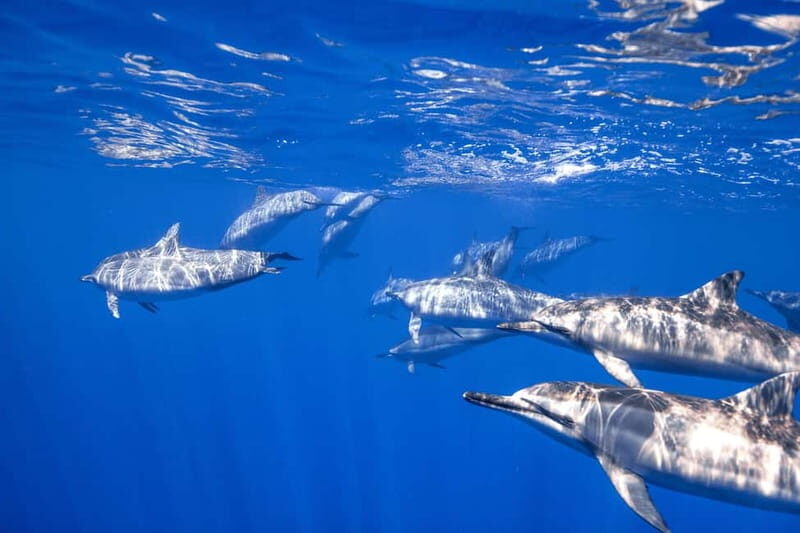 S. Tenerife: Exciting Boat Dive for Beginners to Turtle Bay - Key Points