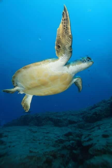 S. Tenerife: Exciting Boat Dive for Beginners to Turtle Bay - Frequently Asked Questions