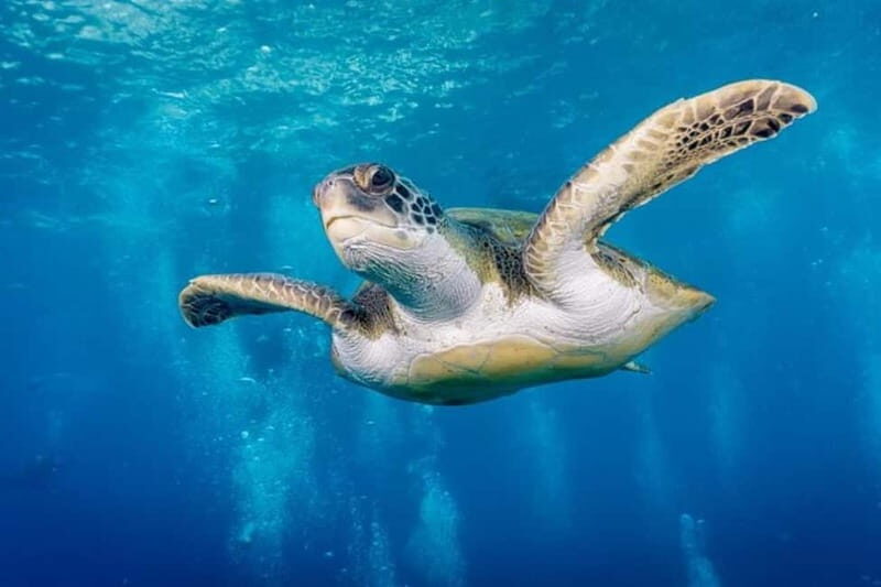 S Tenerife: Guided Boat Dive for Qualified Divers - What to Expect During Your Dive