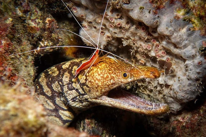 S Tenerife: Guided Boat Dive for Qualified Divers - What You Need to Know Before Booking