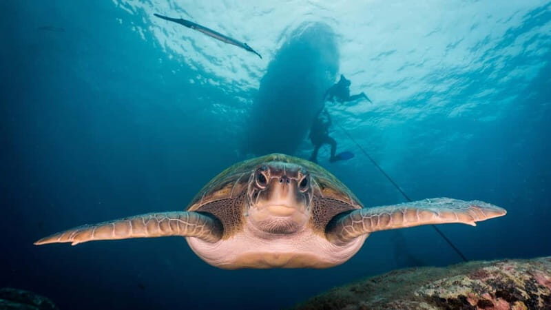 S Tenerife: Guided Boat Dive for Qualified Divers - Authentic Marine Encounters and Client Feedback