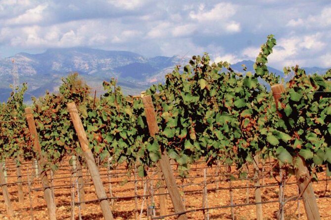 Sa Clasta Wine Tours, Mallorca - Practical Details You Should Know