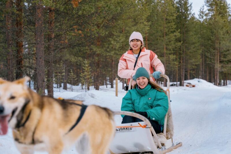 Saariselkä: Husky Safari with kennel visit - Key Points