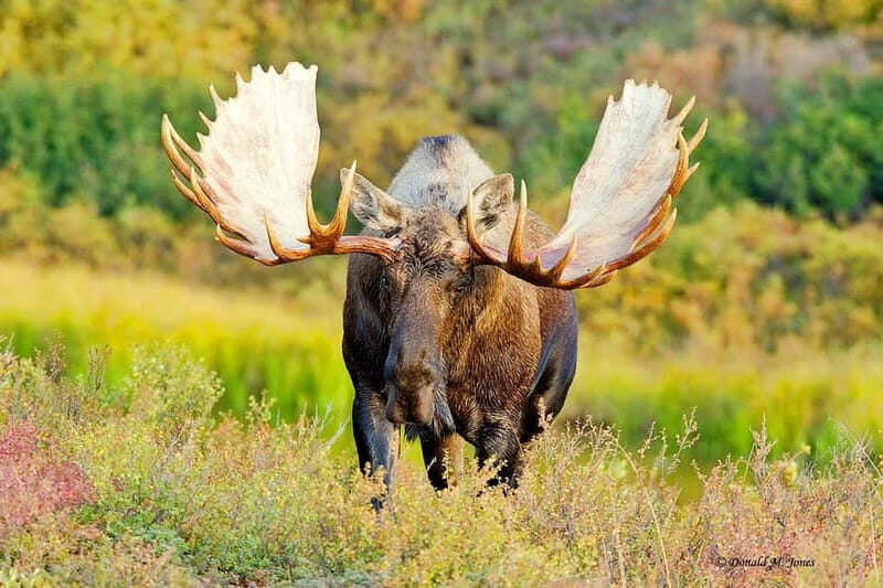Saariselka: Moose Safari in Inari  Saariselkä - Key Points