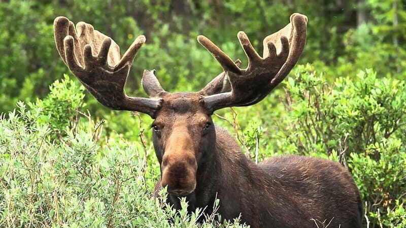 Saariselka: Moose Safari in Inari  Saariselkä - Introduction: A Chance to See Europes Biggest Land Mammal