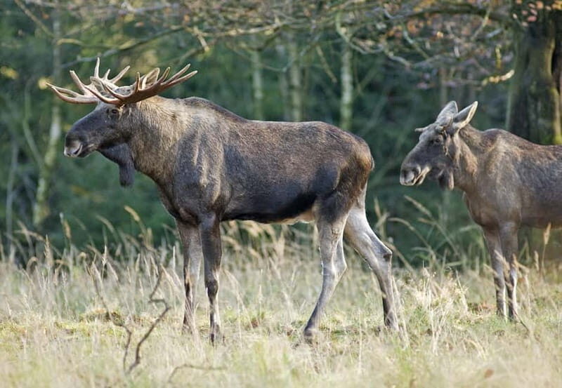 Saariselka: Moose Safari in Inari  Saariselkä - Why This Tour Offers Great Value