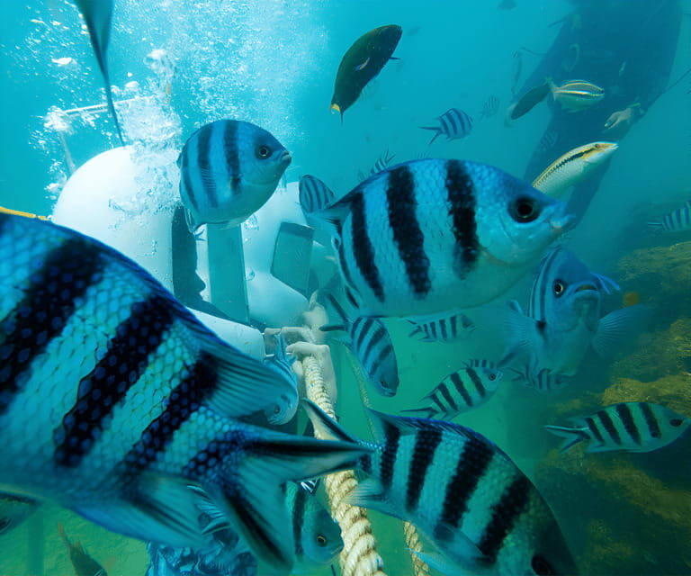 Sabah: Dreamer Island Snorkeling Day Tour Ticket - A Practical Look at the Dreamer Island Snorkeling Tour