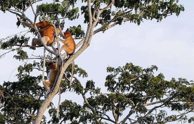 Sabah: Kawa Kawa Fireflies Sunset Cruise - Key Points