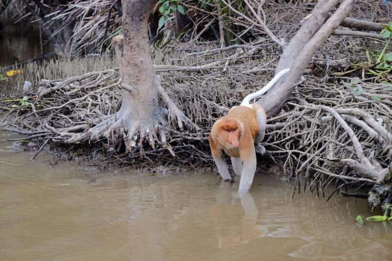 Sabah: Kawa Kawa Fireflies Sunset Cruise - Who Is This Tour Best For?