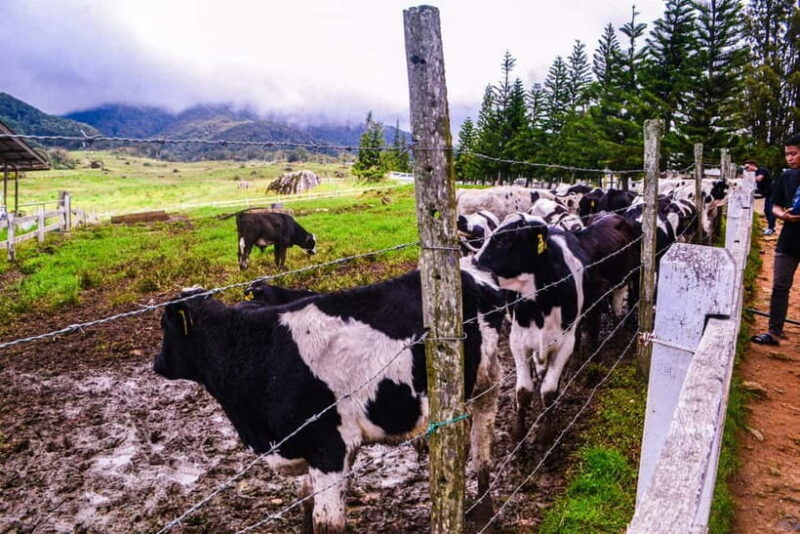 Sabah: Kinabalu Park, Poring Hot Springs & Desa Farm Tour - Authentic Experiences and Practical Insights
