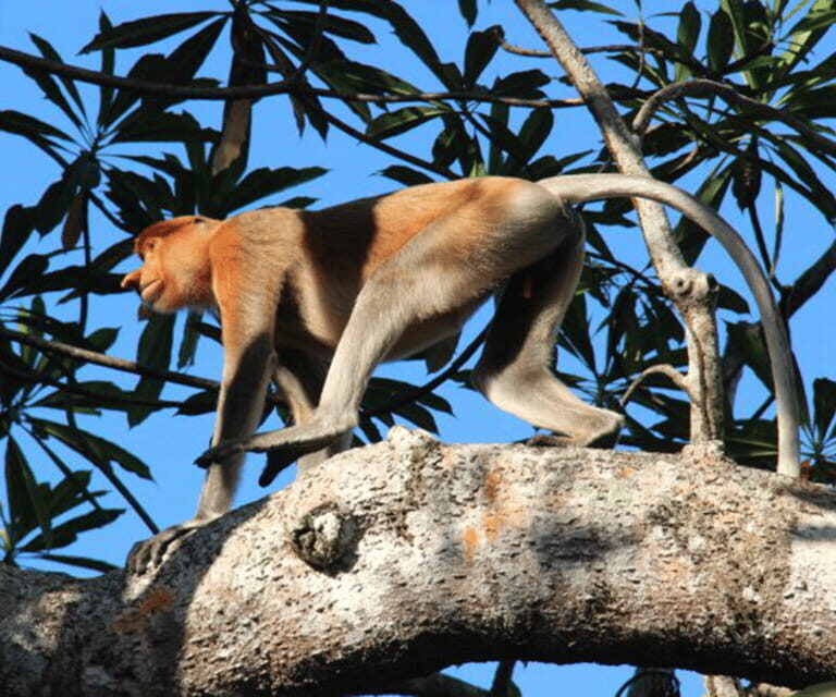 Sabah: Klias River Cruise Day Tour Ticket - FAQ