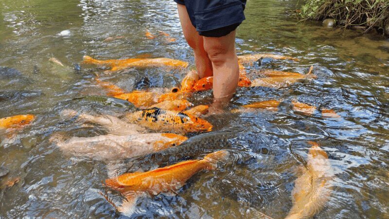 Sabah: Kundasang Nature Day Tour - What We Like About the Tour