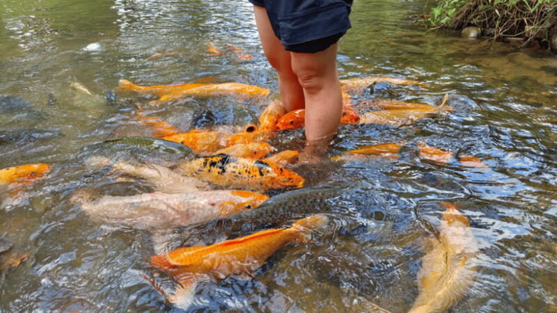 Sabah: Kundasang Nature Day Tour - How Does It Compare in Value?