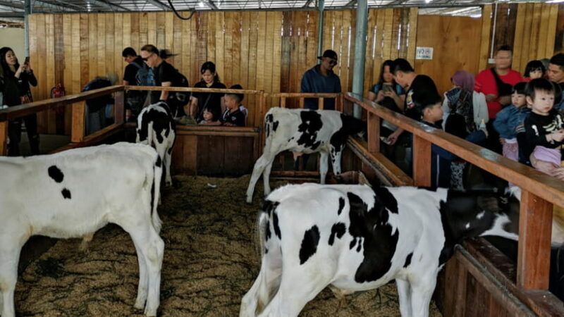 Sabah: Kundasang Nature Day Tour - FAQ