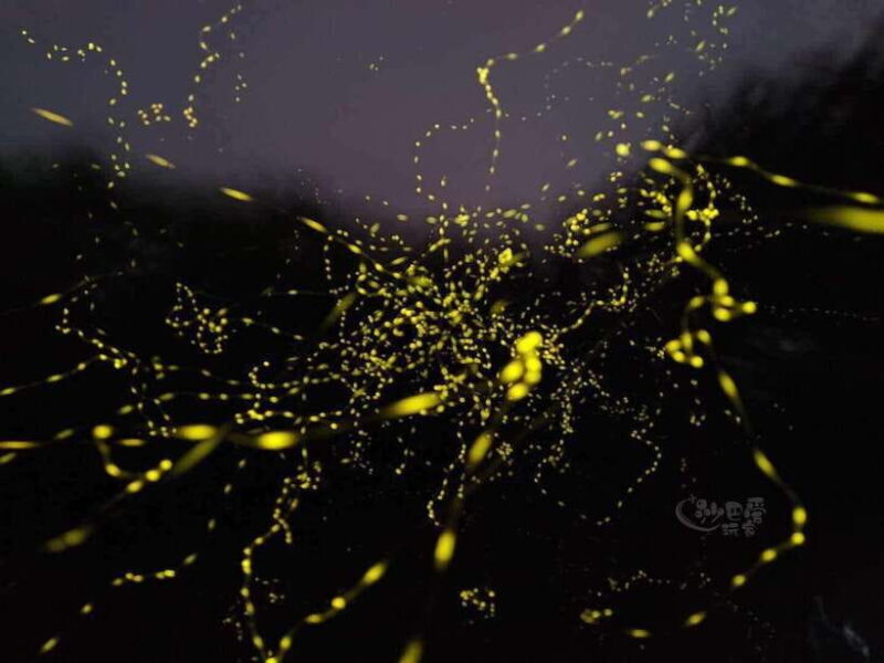 Sabah: Mangrove Fireflies, and Sky Mirror Dream Beach Tour - Exploring Sabah’s Natural Wonders: A Deep Dive