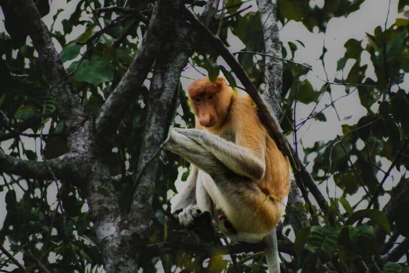 Sabah: Mangrove Fireflies, and Sky Mirror Dream Beach Tour - FAQ — Questions & Answers