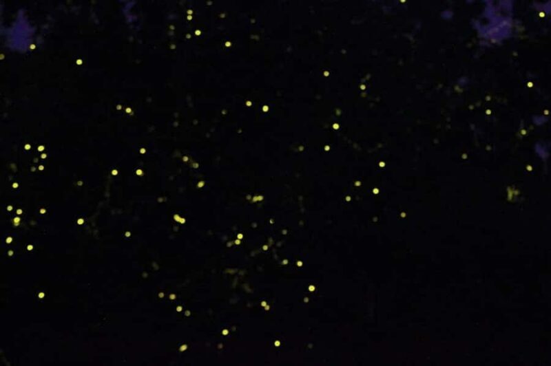 Sabah: Mantanani Island and Wildlife River Cruise Tour - The Sum Up: Who Will Love This Tour?