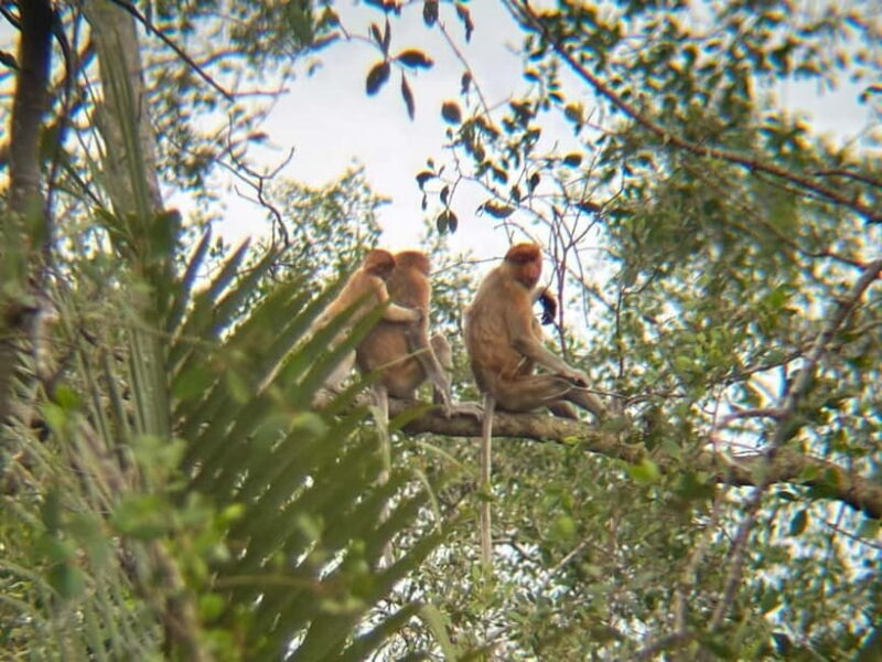 Sabah: Weston Wetland River Cruise with Dinner - A Closer Look at the Weston Wetland River Cruise