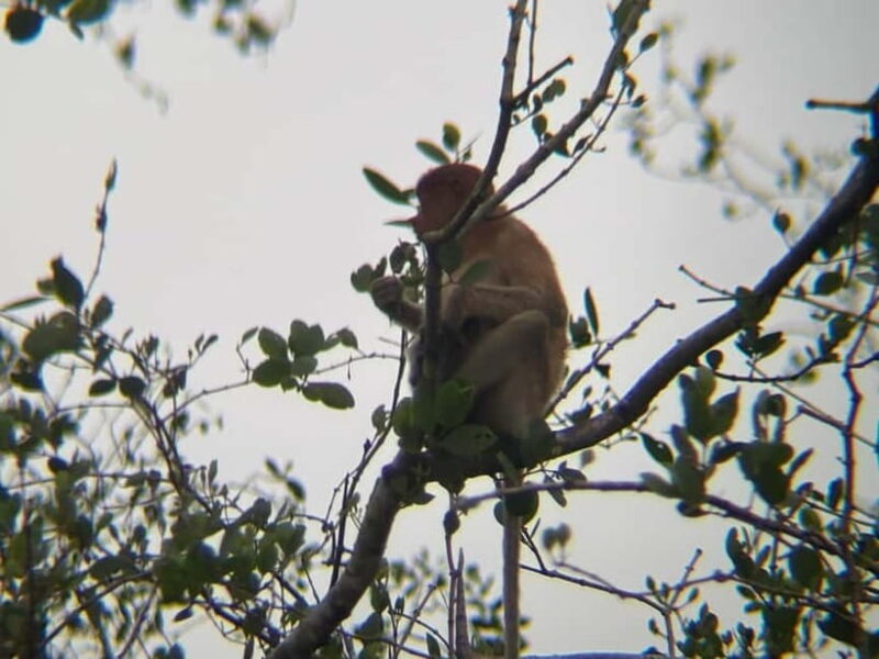 Sabah: Weston Wetland River Cruise with Dinner - Authentic Experiences and Value