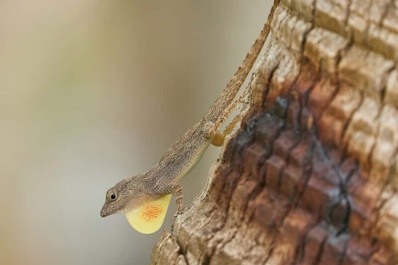 Sabana de la Mar: Private Los Haitises Hike and Kayak - Discovering Los Haitises: What This Tour Offers