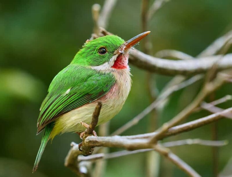 Sabana de la Mar: Private Los Haitises Hike and Kayak - Who Should Consider This Tour