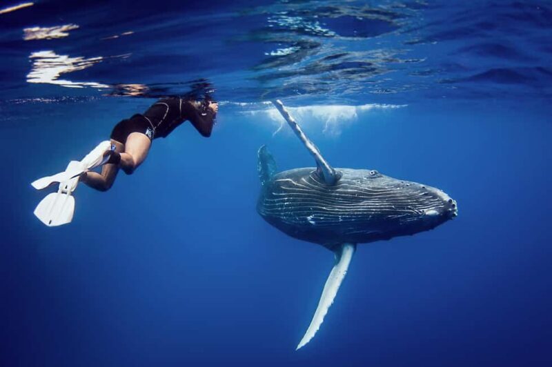 Sabana de la mar: Private Whale Watching Samana bay - Final Thoughts