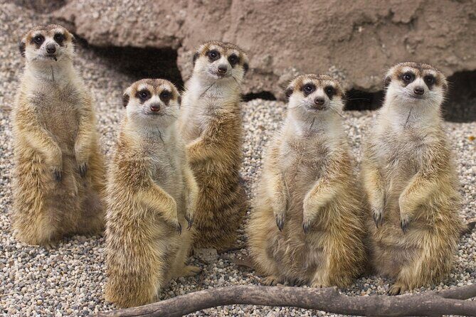 Sacramento Zoo General Admission Ticket - Key Points