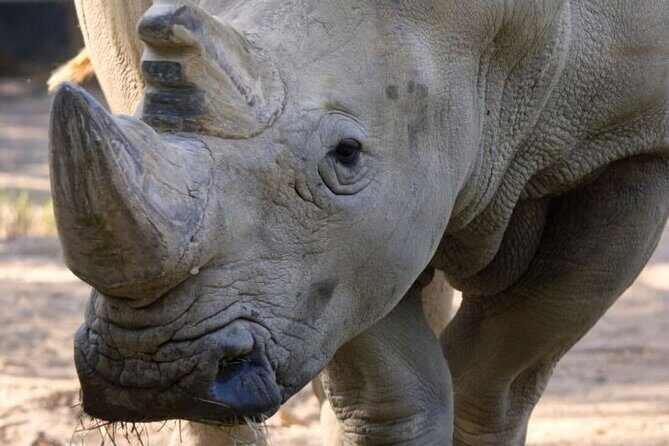 Sacramento Zoo General Admission Ticket - Why the Sacramento Zoo Is a Good Value