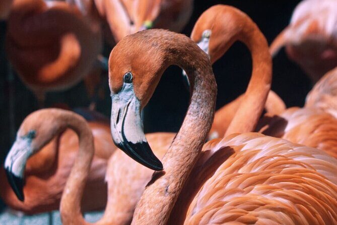Sacramento Zoo General Admission Ticket - FAQs