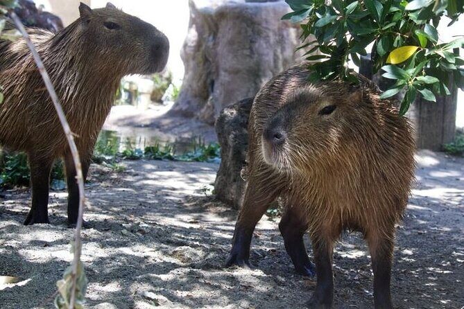Sacramento Zoo General Admission Ticket - Final Thoughts
