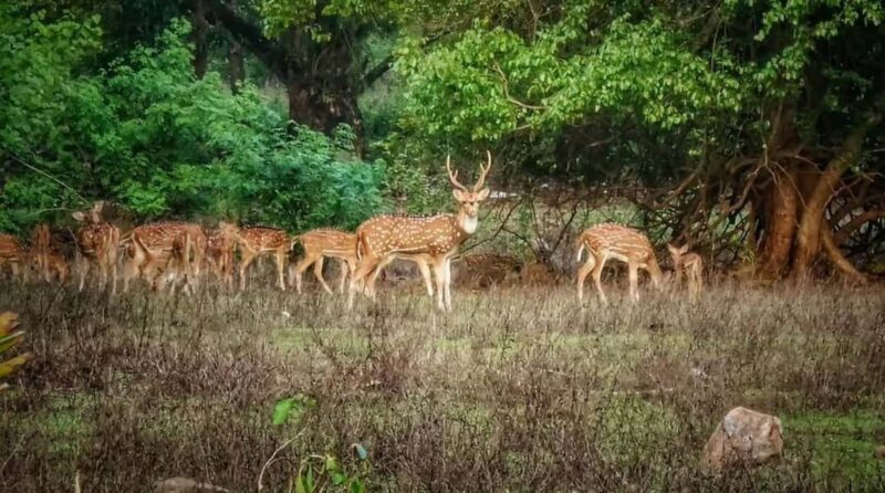 Sacred Caves & Green Escape: Kanheri Buddhist Caves & SGNP - Practical Tips
