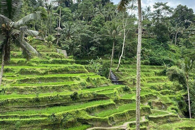 Sacred Spring Experience - Ubud Tour - What Makes This Tour Stand Out