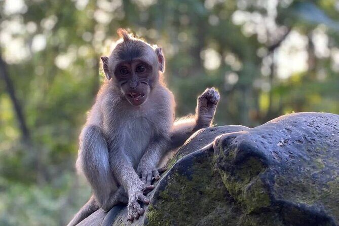 Sacred Spring Experience - Ubud Tour - Practical Details and Value