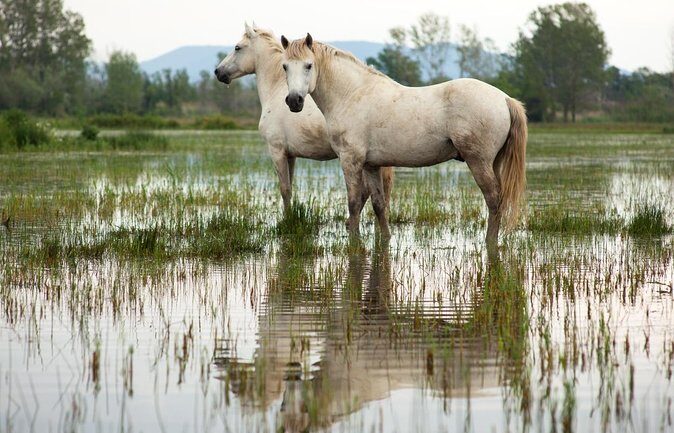 Safari 4x4 Camargue 2 hours - Saintes Maries de la Mer - Private Tour - Key Points