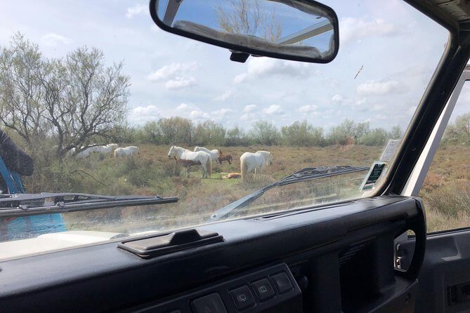 Safari 4x4 Camargue 2 hours - Saintes Maries de la Mer - Private Tour - FAQ