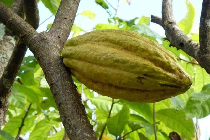 Safari Adventure - Full Day - From Punta Cana - An In-Depth Look at the Tour Itinerary