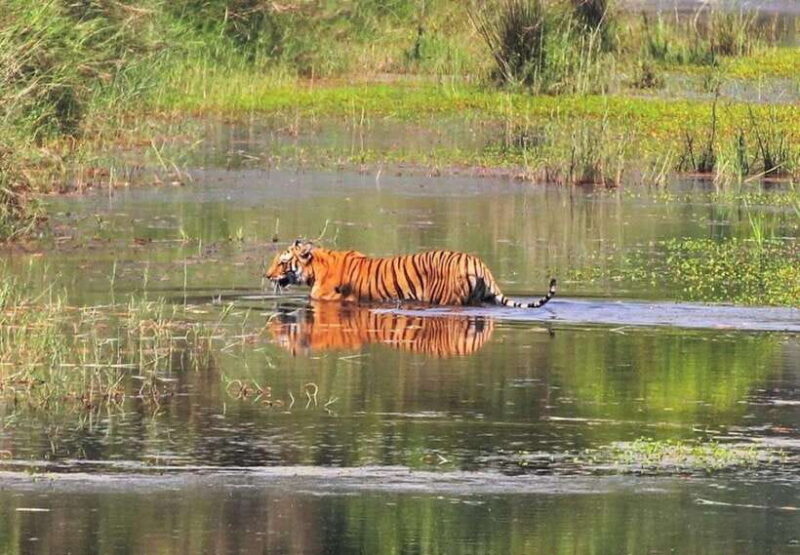 Safari Adventure in Bardia 3D/2N - A Detailed Look at the Bardia Safari Experience