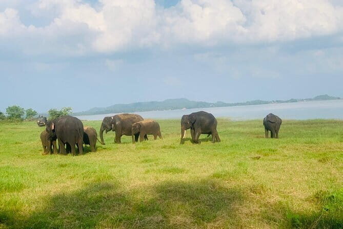 Safari Adventure in Hurulu Eco Park Sri Lanka - An In-Depth Look at the Safari Experience