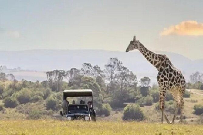 SAFARI Aquila Game Reserve - Round trip + Lunch incl. (Cape Town) - Exploring the SAFARI Aquila Game Reserve Tour: A Practical, Authentic Wildlife Experience from Cape Town