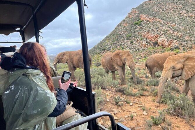 SAFARI Aquila Game Reserve - Round trip + Lunch incl. (Cape Town) - A Detailed Look at the Itinerary and Experience