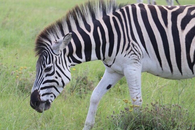 SAFARI Aquila Game Reserve - Round trip + Lunch incl. (Cape Town) - FAQs