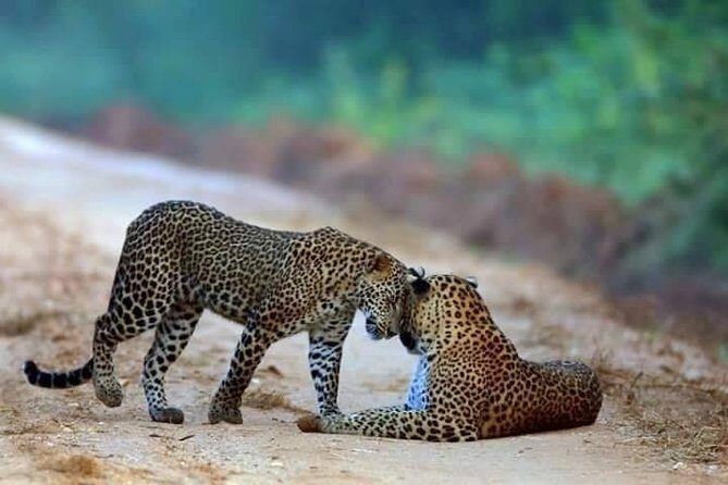 Safari at Wilpattu National Park from Negombo (All inclusive day tour) - Introduction: Exploring Wilpattu’s Wilderness from Negombo