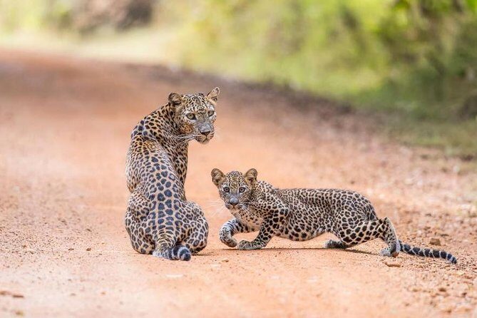 Safari at Wilpattu National Park from Negombo (All inclusive day tour) - Key Points