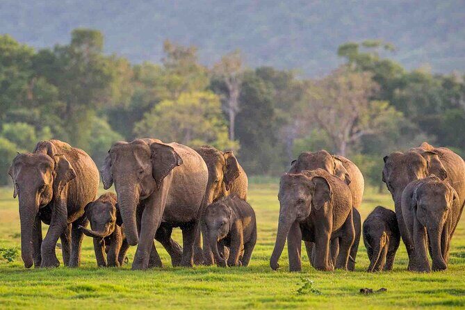 Safari Day Tour to Sigiriya Lion Rock and Golden Cave Temple - Frequently Asked Questions