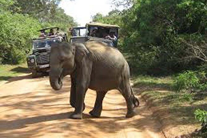 Safari Excursion tour (4 Days, 3 Nights) - Who Will Love This Tour?