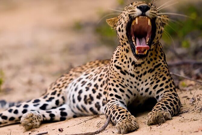 Safari Expedition's in Wild Wonders of Yala - Key Points