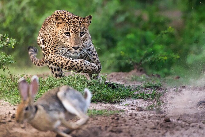 Safari Expedition's in Wild Wonders of Yala - FAQ